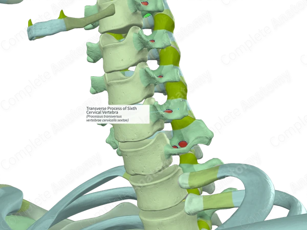 Transverse Process of Sixth Cervical Vertebra (Left) | Complete Anatomy