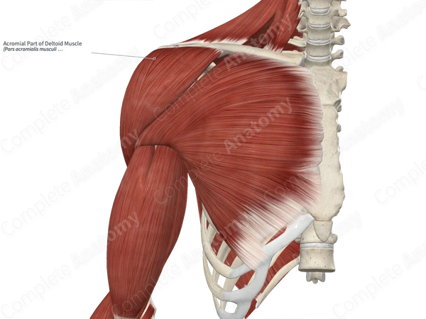 Acromial Part of Deltoid Muscle | Complete Anatomy