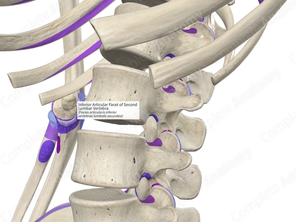 Inferior Articular Facet of Second Lumbar Vertebra (Left) | Complete ...