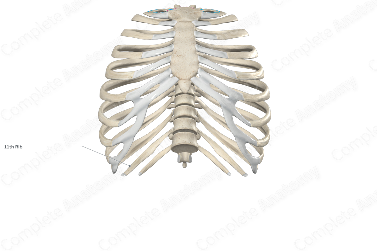 Eleventh Rib | Complete Anatomy