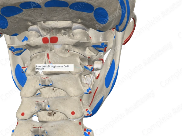 Insertion of Longissimus Colli Muscle | Complete Anatomy