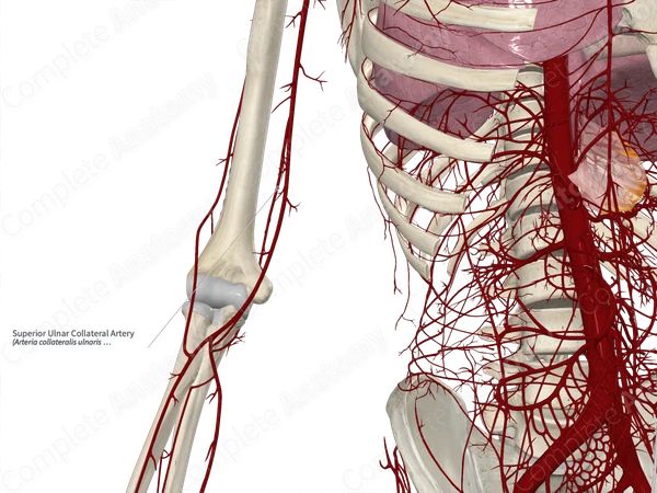 Superior Ulnar Collateral Artery | Complete Anatomy
