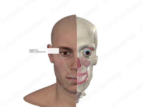 Upper Lip | Complete Anatomy