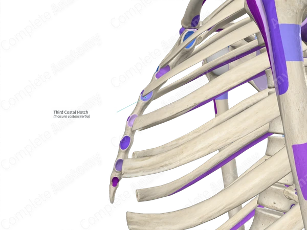 Third Costal Notch (Right) | Complete Anatomy