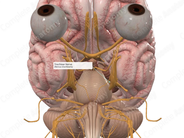 Trochlear Nerve | Complete Anatomy