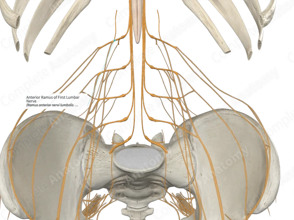 Anterior Ramus of First Lumbar Nerve | Complete Anatomy