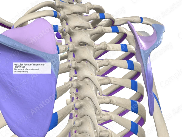 Articular Facet of Tubercle of Fourth Rib | Complete Anatomy