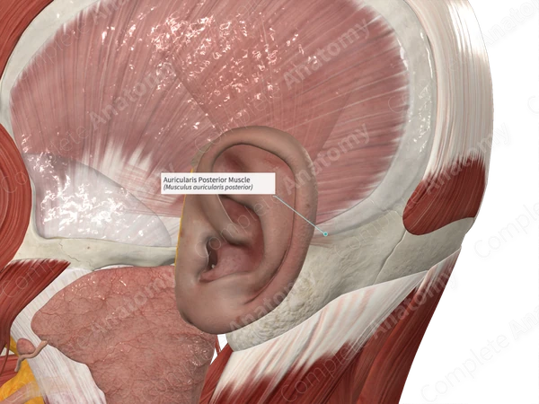Auricularis Posterior Muscle | Complete Anatomy