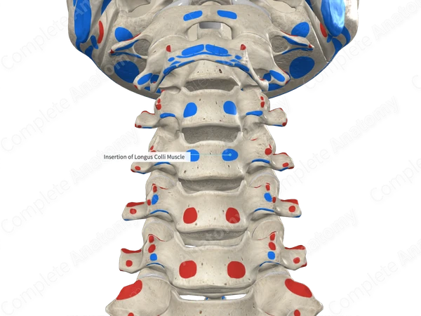 Insertion of Longus Colli Muscle | Complete Anatomy