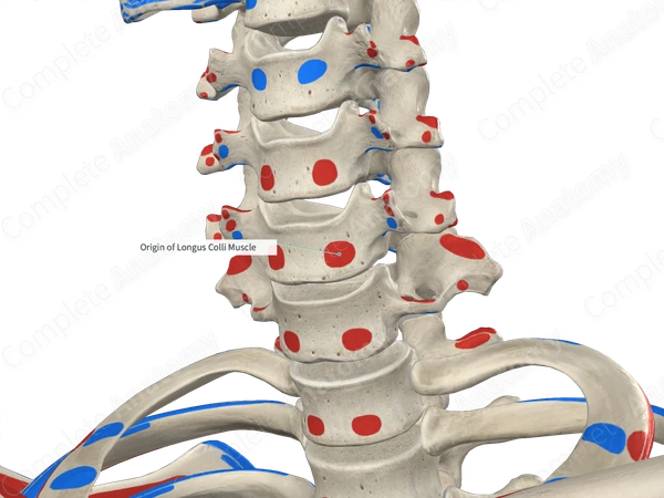 Origin of Longus Colli Muscle | Complete Anatomy