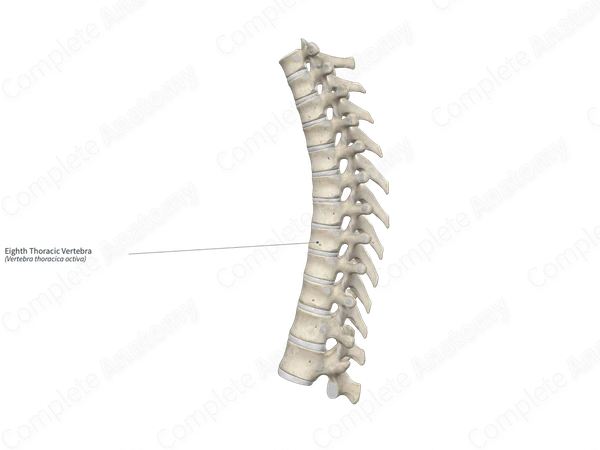 Eighth Thoracic Vertebra | Complete Anatomy