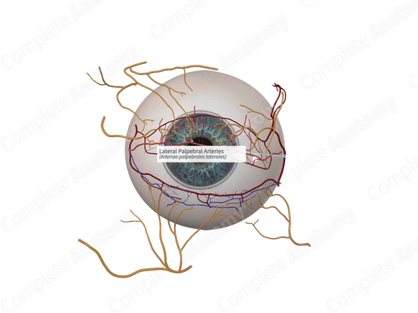 Lateral Palpebral Arteries | Complete Anatomy