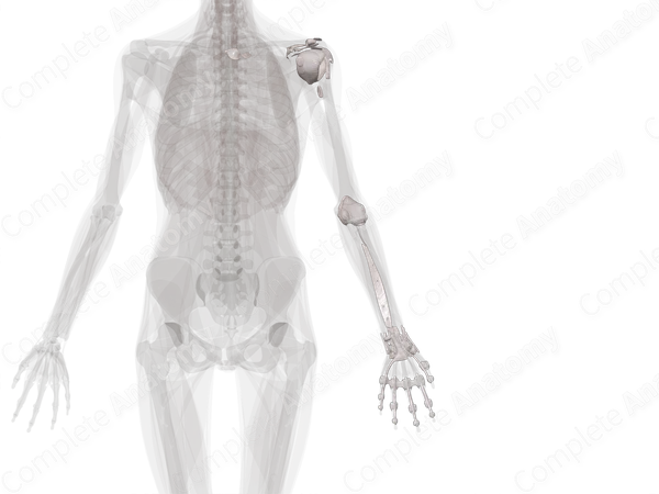 Connective Tissue of Upper Limb (Left) | Complete Anatomy