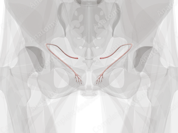 Round Ligament of Uterus | Complete Anatomy