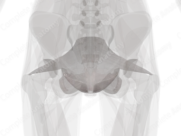 Parietal Pelvic Fascia | Complete Anatomy