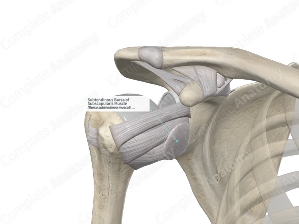 Subtendinous Bursa of Subscapularis Muscle | Complete Anatomy