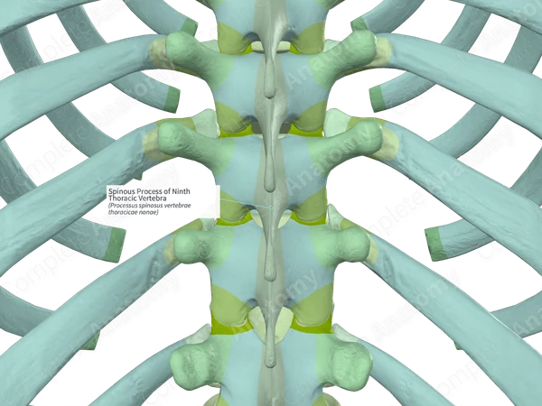 Spinous Process of Ninth Thoracic Vertebra | Complete Anatomy