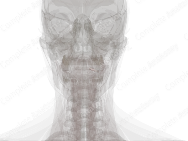 Articular Capsule of Lateral Atlantoaxial Joint (Left) | Complete Anatomy
