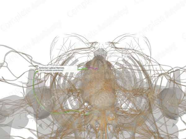 Anterior Labial Nerves (Left) | Complete Anatomy