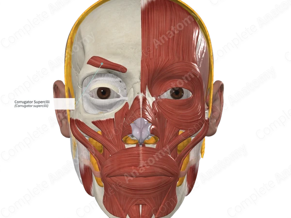 Corrugator Supercilii | Complete Anatomy
