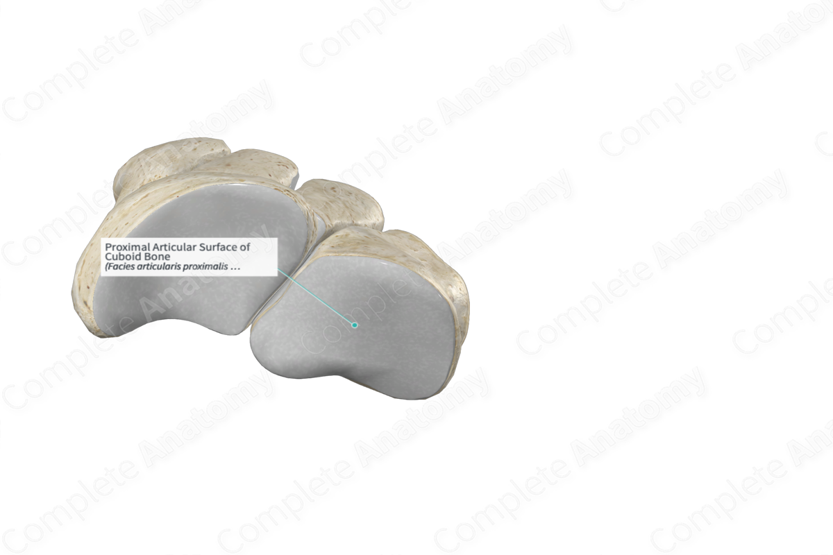 Proximal Articular Surface Of Cuboid Bone Complete Anatomy