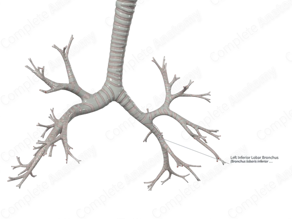 Left Inferior Lobar Bronchus | Complete Anatomy