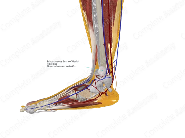 Subcutaneous Bursa of Medial Malleolus | Complete Anatomy