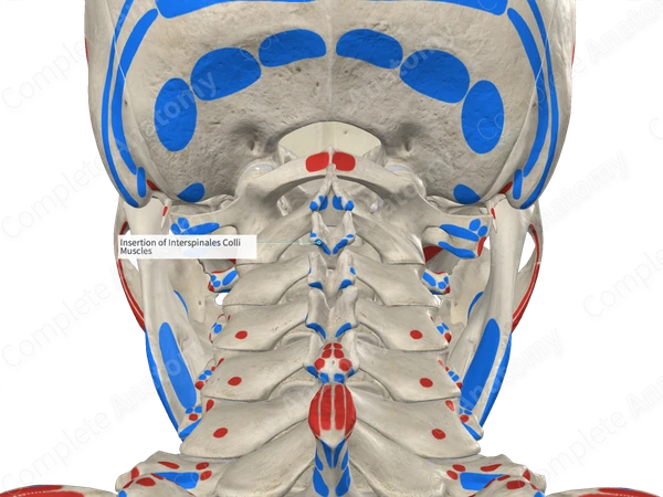 Insertion of Interspinales Colli Muscles | Complete Anatomy