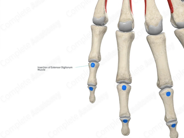 Insertion of Extensor Digitorum Muscle | Complete Anatomy