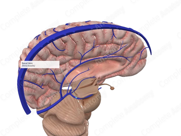 Basal Vein | Complete Anatomy
