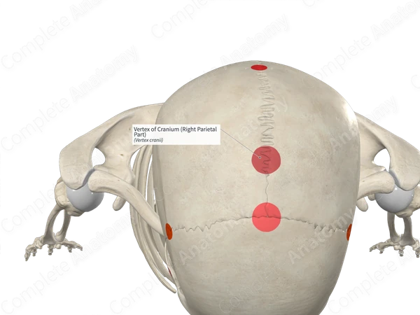 Vertex of Cranium (Right Parietal Part) | Complete Anatomy
