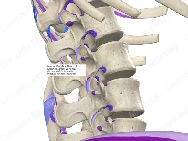 Inferior Vertebral Notch of Second Lumbar Vertebra (Left) | Complete ...