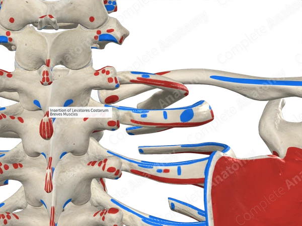 Insertion of Levatores Costarum Breves Muscles | Complete Anatomy