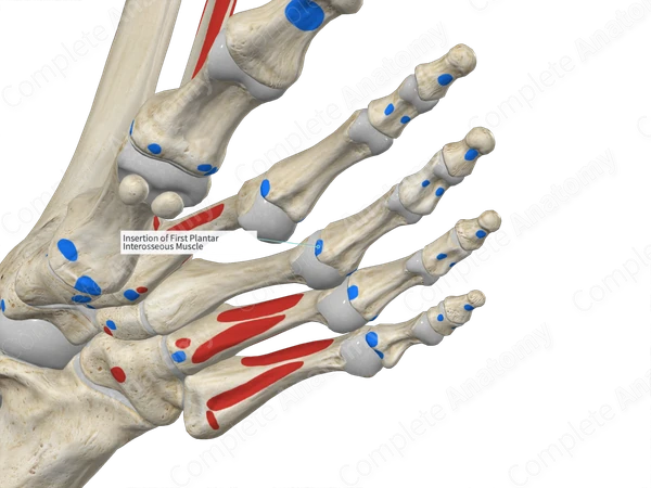 Insertion of First Plantar Interosseous Muscle | Complete Anatomy