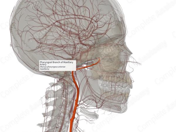 Pharyngeal Branch of Maxillary Artery (Right) | Complete Anatomy