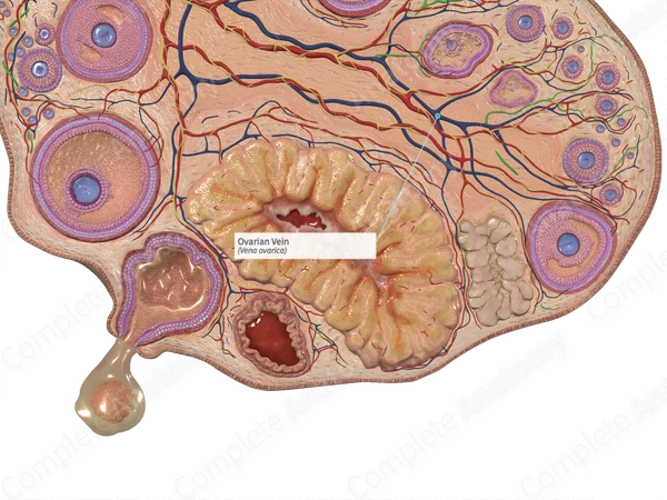 Ovarian Vein | Complete Anatomy
