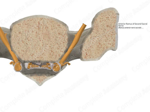 Anterior Ramus of Second Sacral Nerve | Complete Anatomy