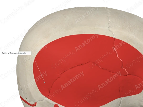 Origin of Temporalis Muscle | Complete Anatomy