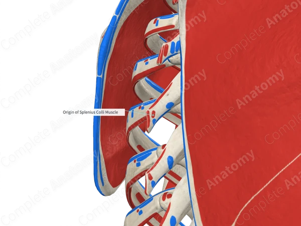 Origin of Splenius Colli Muscle | Complete Anatomy