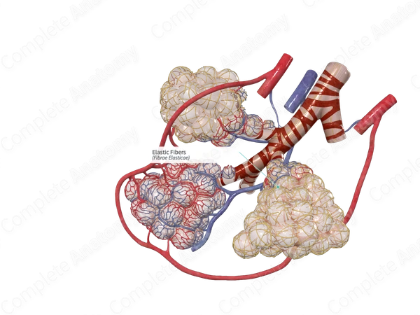 Elastic Fibers | Complete Anatomy