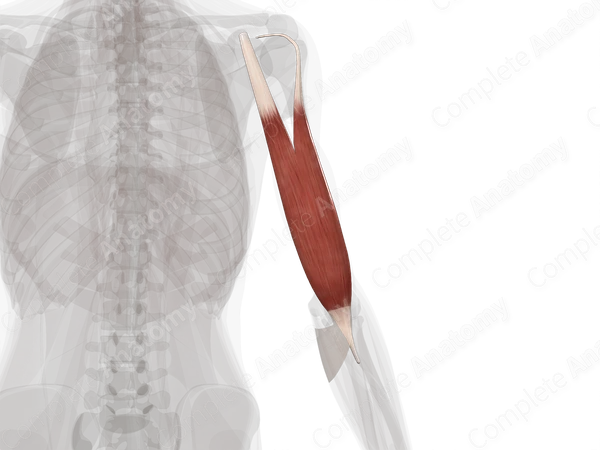Biceps Brachii Muscle (Left) | Complete Anatomy