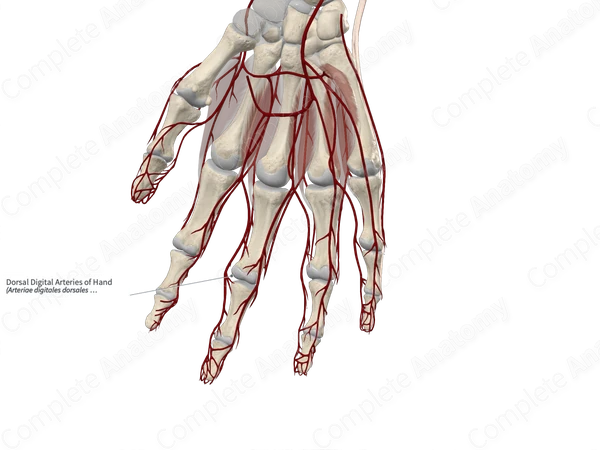 Dorsal Digital Arteries of Hand | Complete Anatomy