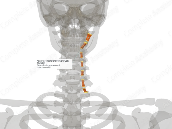 Anterior Intertransversarii Colli Muscles (Right) | Complete Anatomy