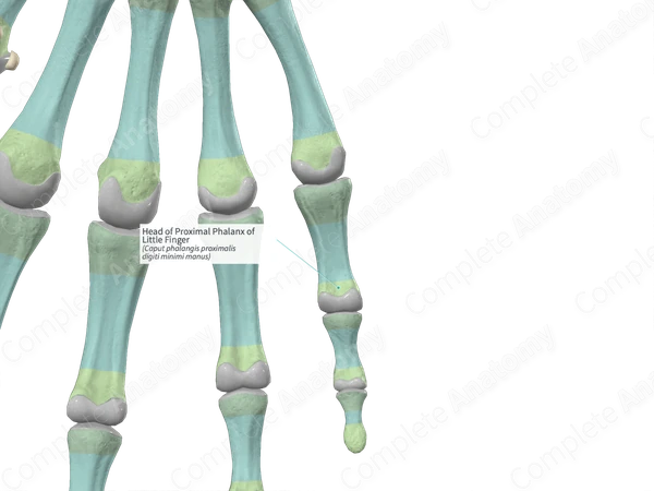 Head of Proximal Phalanx of Little Finger | Complete Anatomy