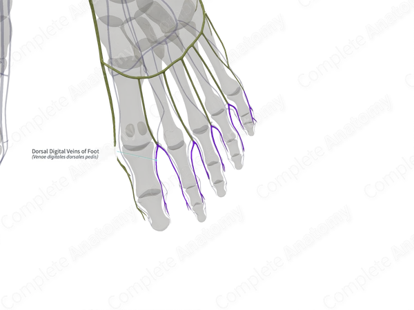Dorsal Foot Veins How Blood Supply To Dorsum Of The Foot Is Maintained