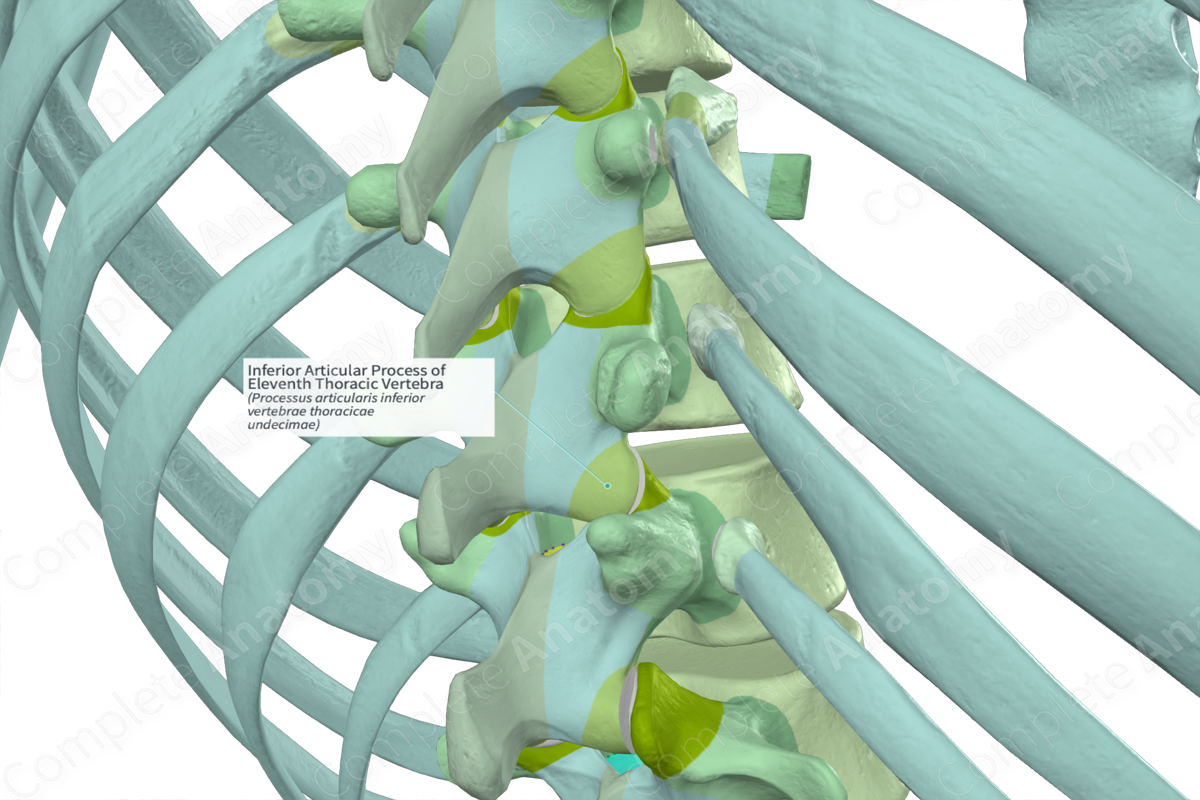 Inferior Articular Process Of Eleventh Thoracic Vertebra Right