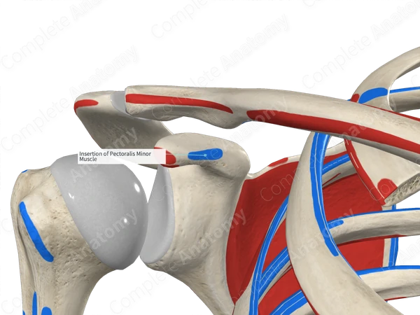 Insertion of Pectoralis Minor Muscle | Complete Anatomy