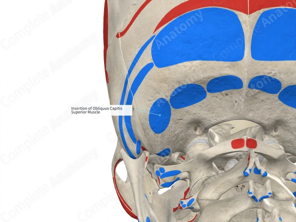Insertion of Obliquus Capitis Superior Muscle | Complete Anatomy