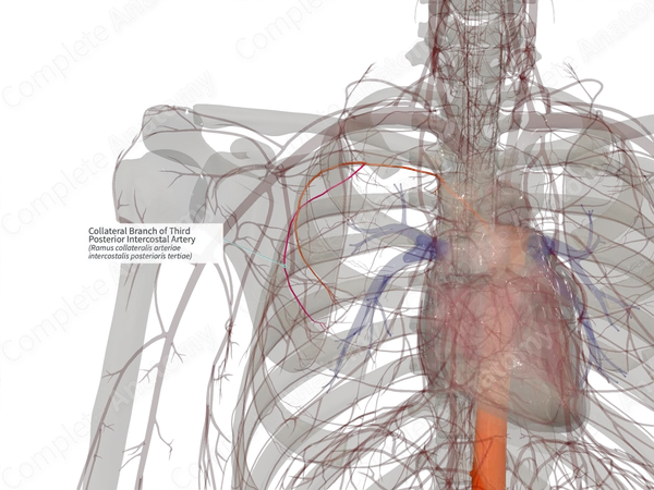 Collateral Branch of Third Posterior Intercostal Artery (Left ...