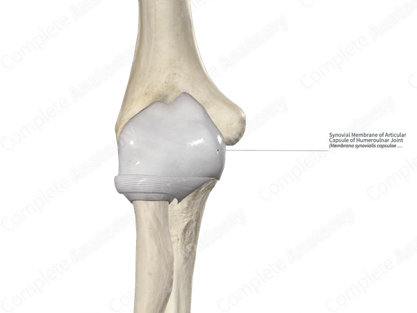 Synovial Membrane of Articular Capsule of Humeroulnar Joint | Complete ...